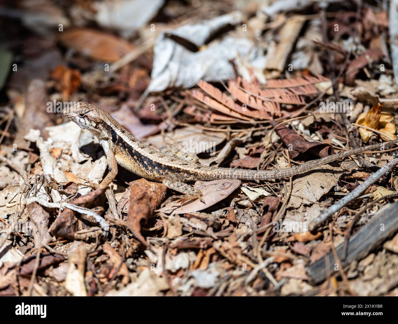 Mexico lizard hi-res stock photography and images - Alamy