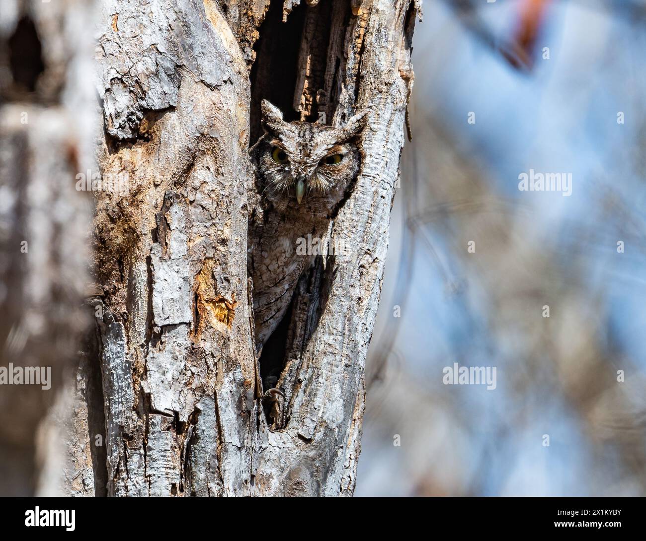 A Pacific Screech-Owl (Megascops cooperi) peeking out of a tree hole ...