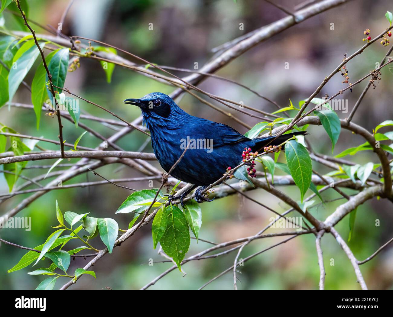 A Blue Mockingbird (Melanotis caerulescens) singing on a tree. Oaxaca ...