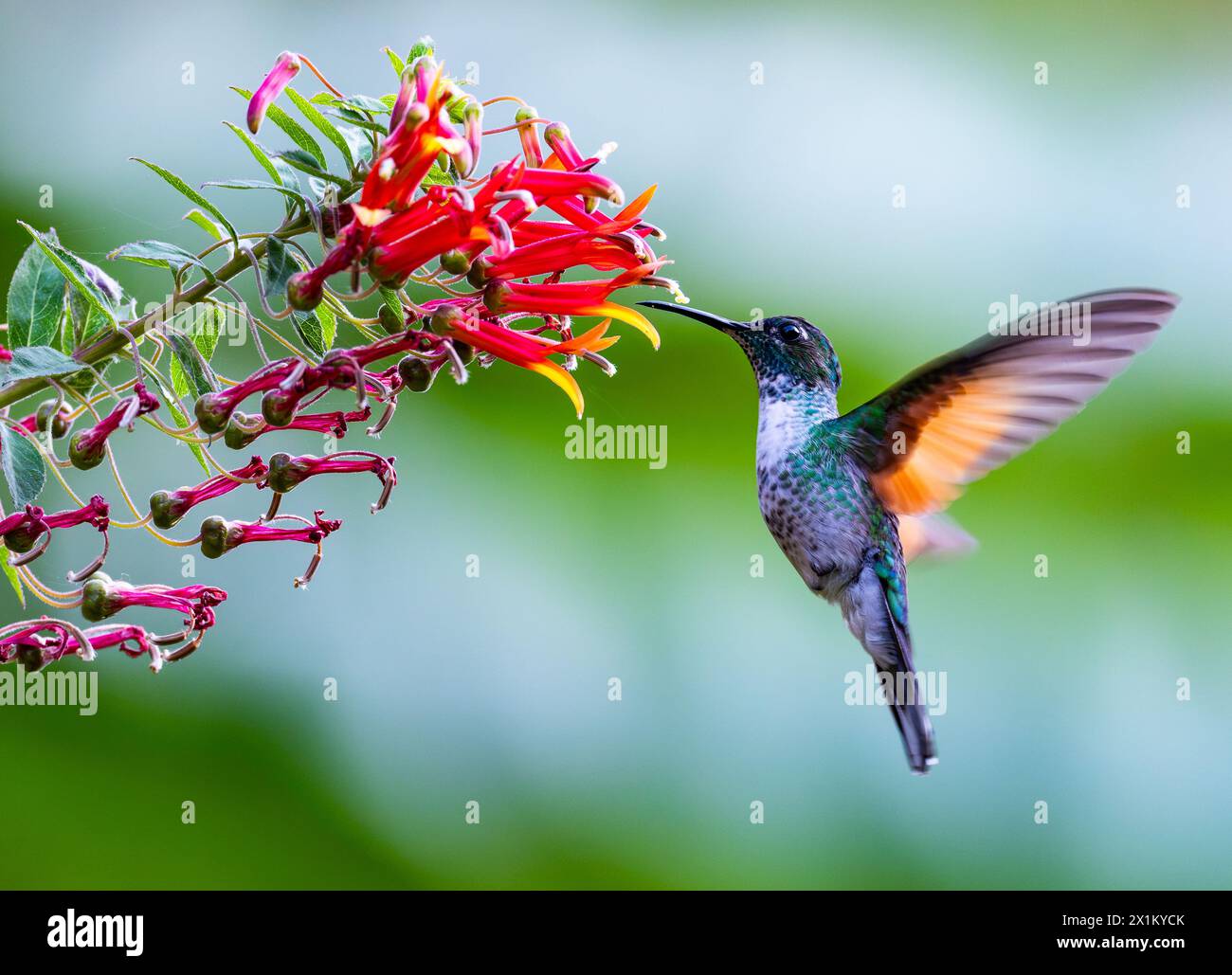 Blue capped hummingbird hi-res stock photography and images - Alamy