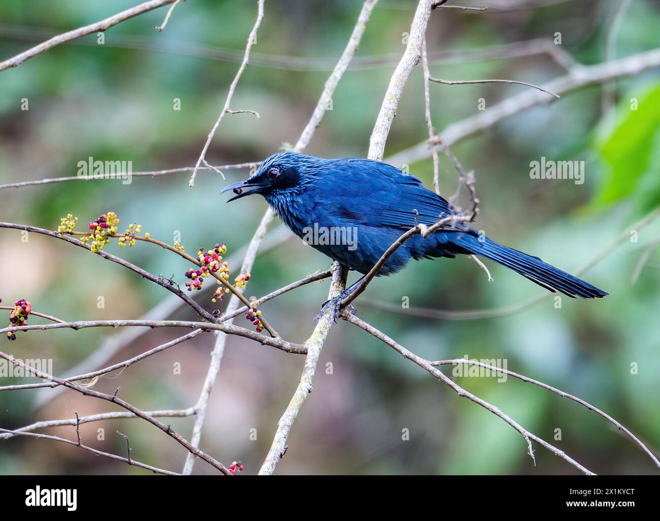 A Blue Mockingbird (Melanotis caerulescens) feeding on a fruiting tree ...