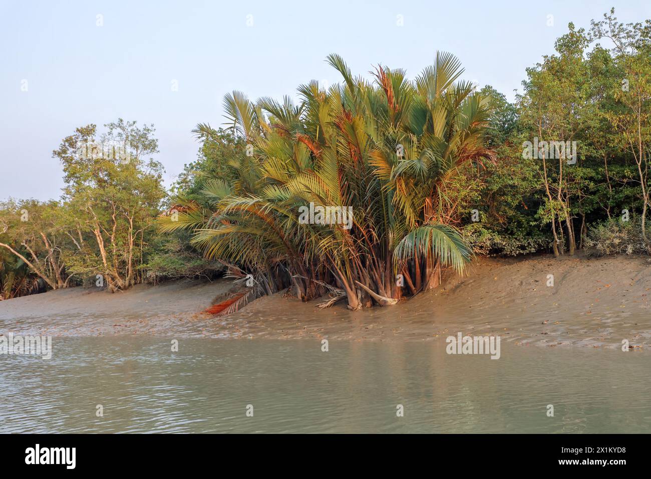 Typical nipa palm (Nipa fruticans).this photo was taken from Sundarbans ...