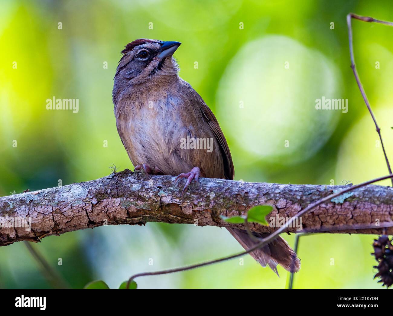 Oaxaca sparrow hi-res stock photography and images - Alamy
