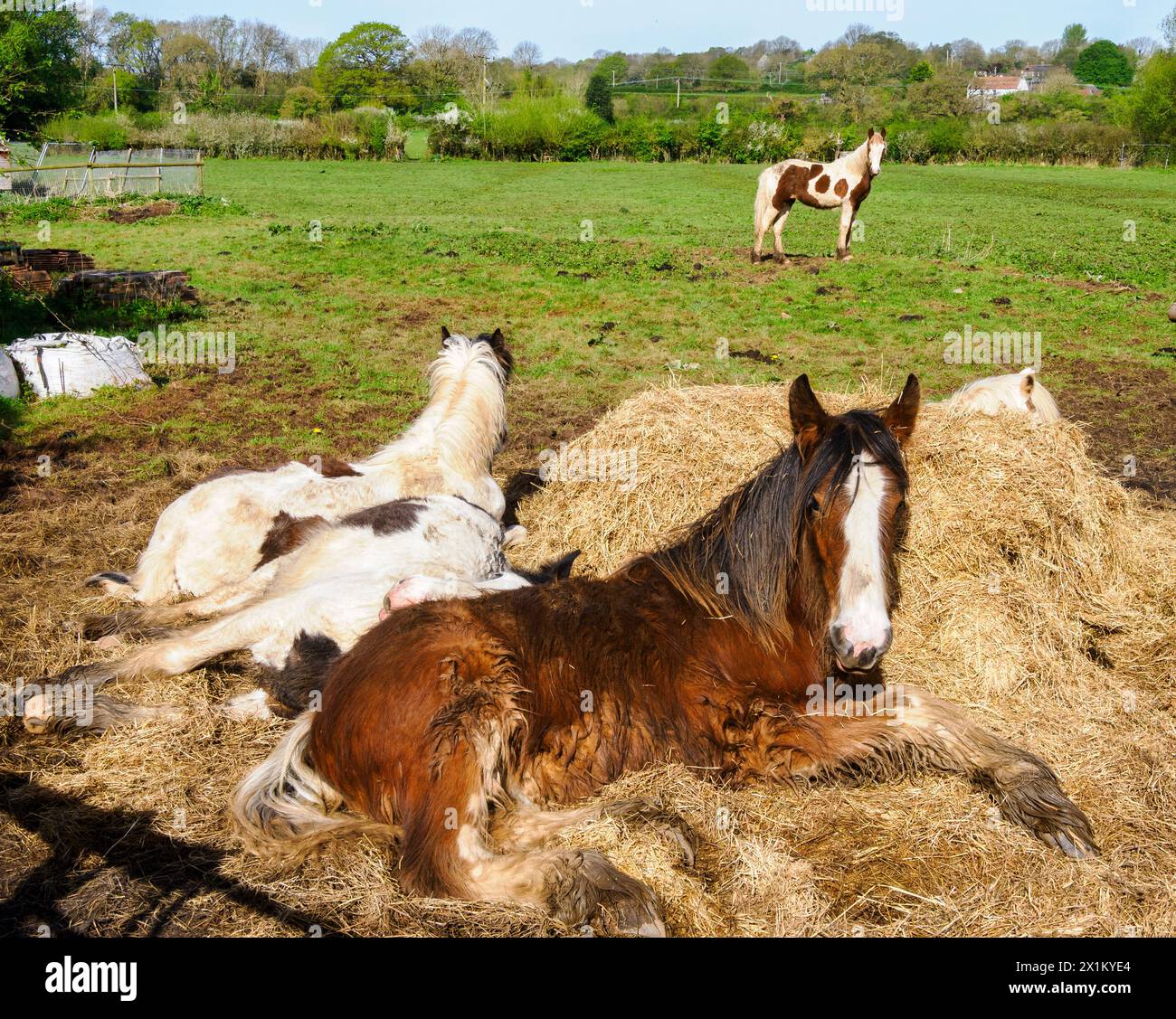 Ponies relaxing on hay in warm spring sunshine on a farm in Somerset UK ...