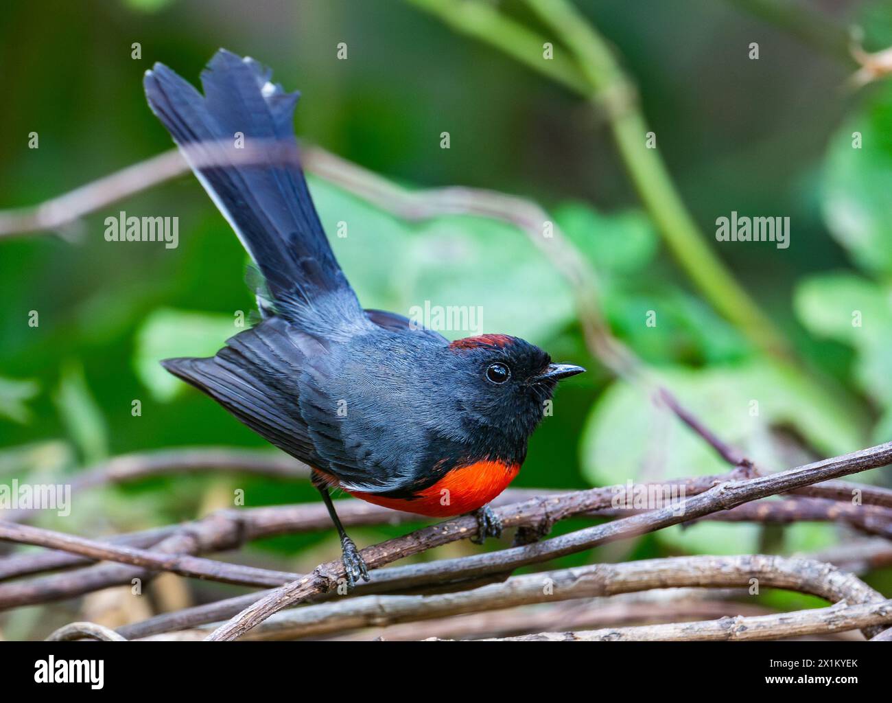 A Slate-throated Redstart (Myioborus miniatus) foraging in forest ...