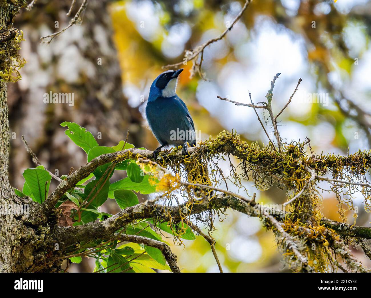 Dwarf jay hi-res stock photography and images - Alamy