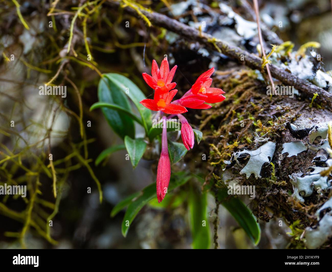 Native plant of mexico hi-res stock photography and images - Alamy