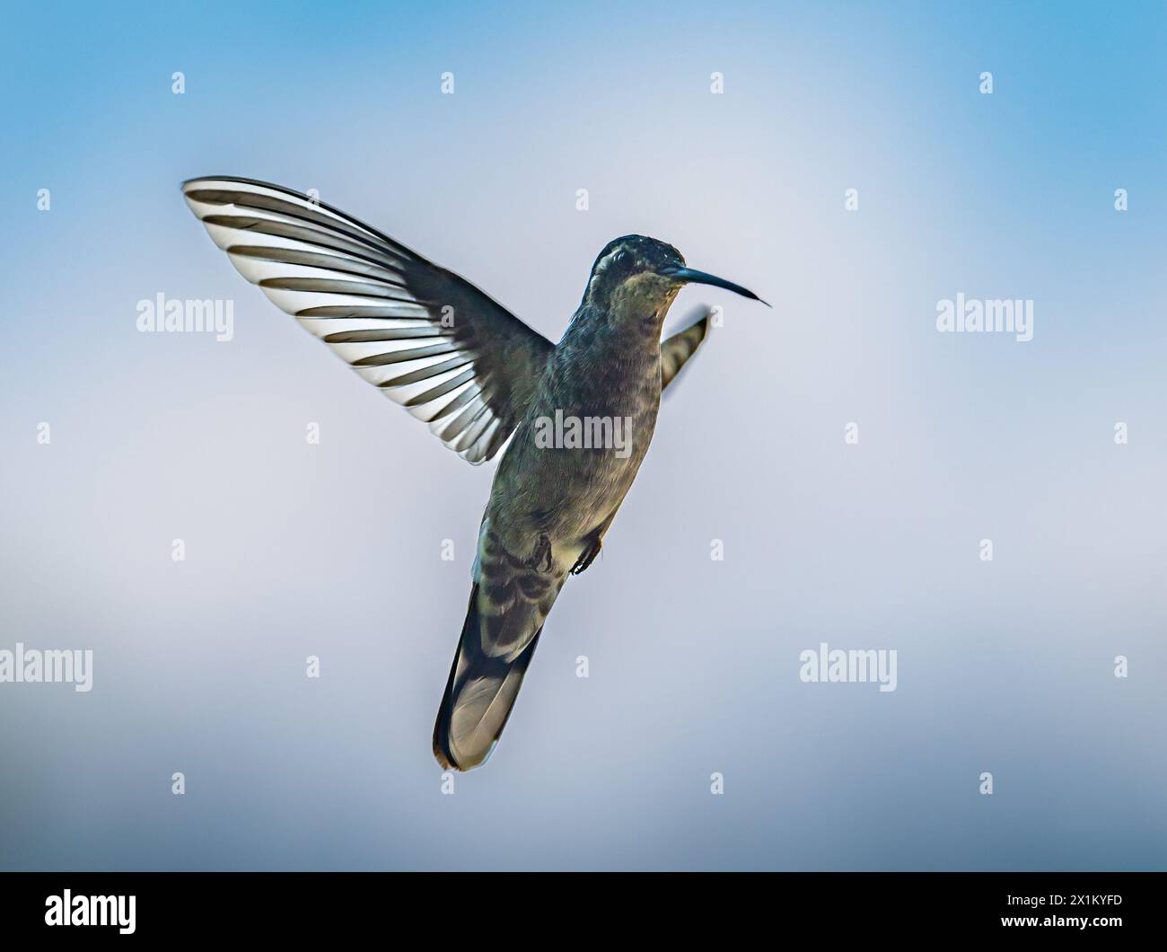 A female Blue-throated Mountain-gem hummingbird (Lampornis clemenciae ...