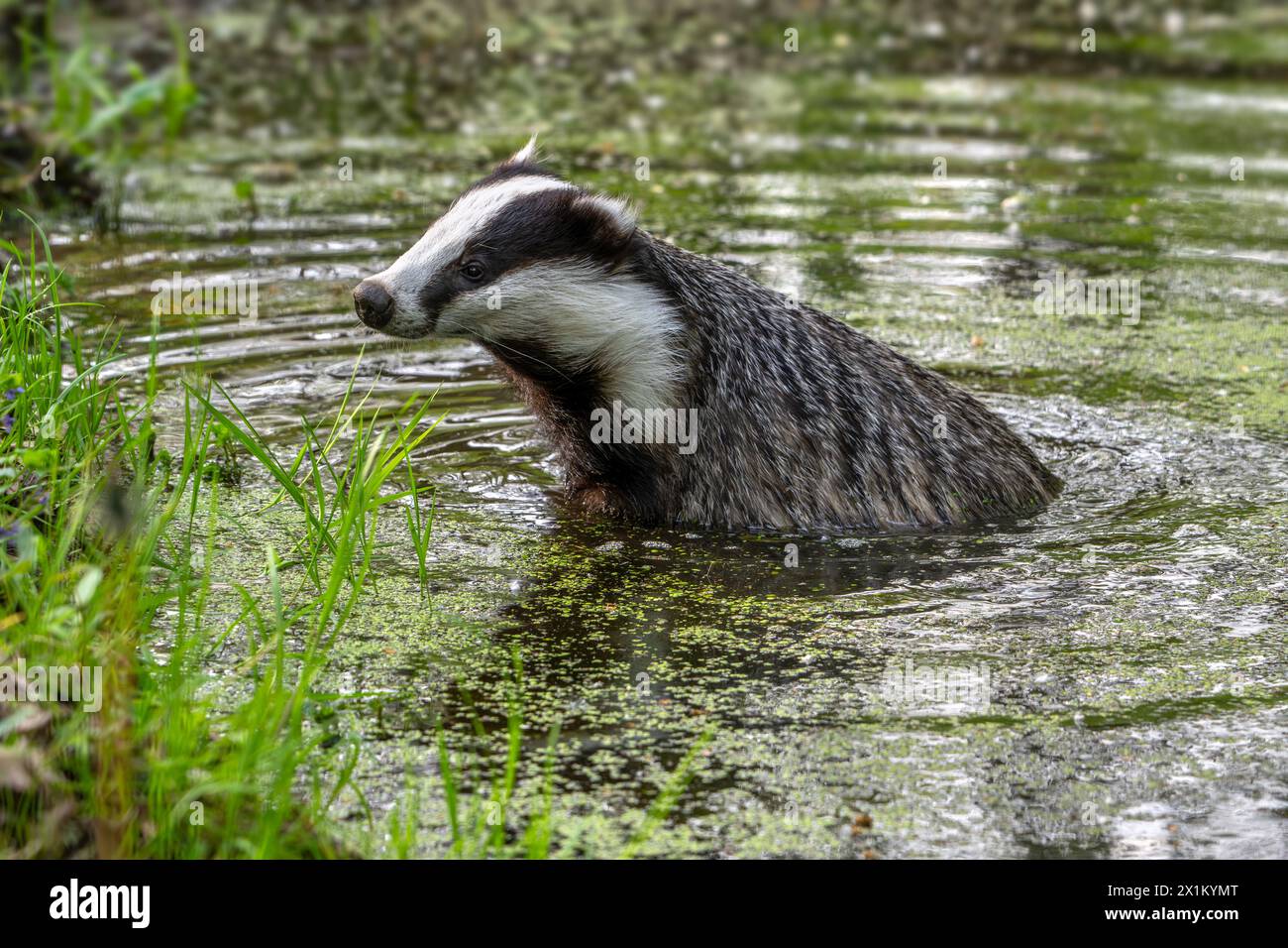 European badger / Eurasian badger (Meles meles) female bathing in ...