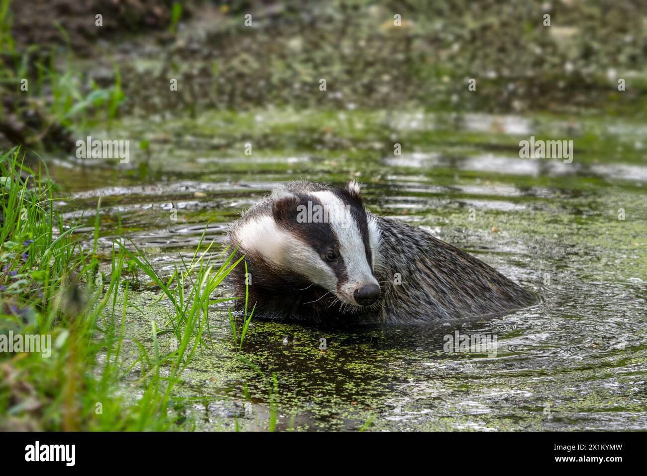 European badger / Eurasian badger (Meles meles) female bathing in ...