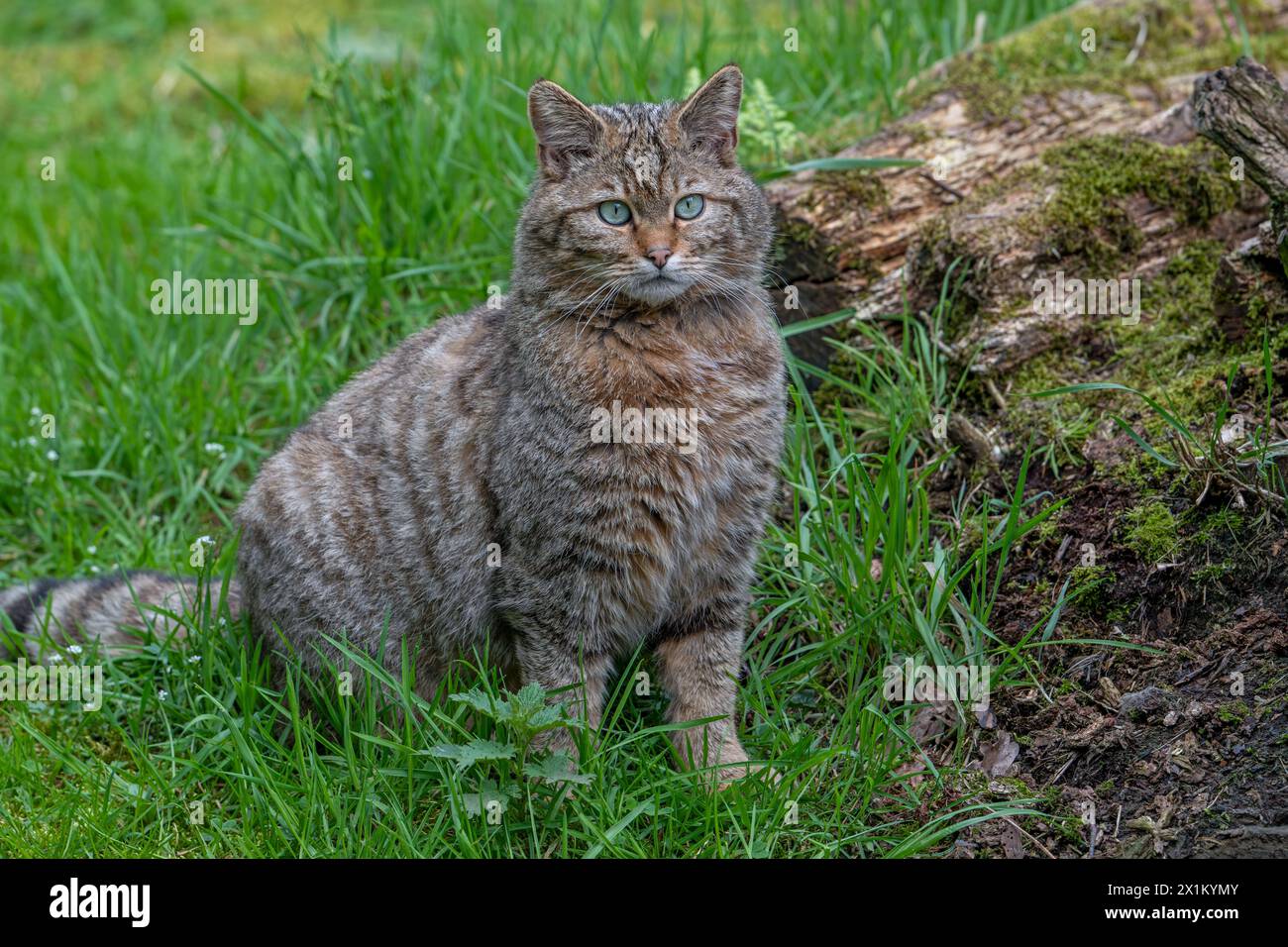 European wildcat / wild cat (Felis silvestris silvestris) sitting in ...