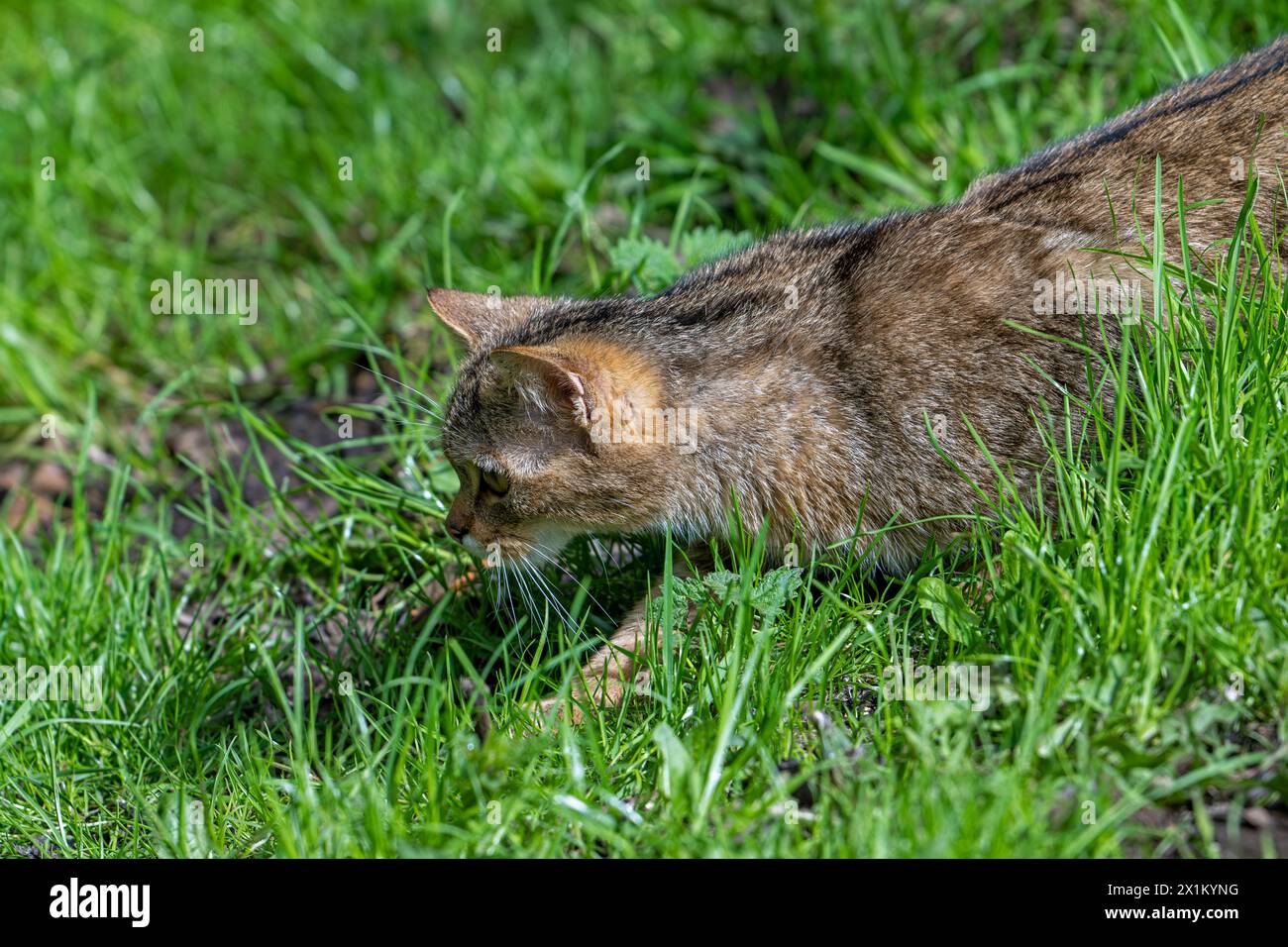 Stalking cat hi-res stock photography and images - Alamy