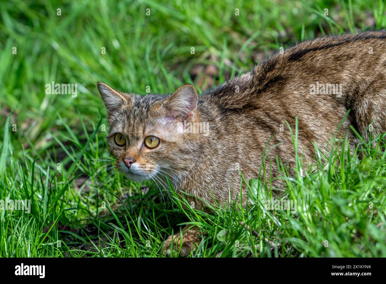 Felis silvestris scottish rodent hi-res stock photography and images ...