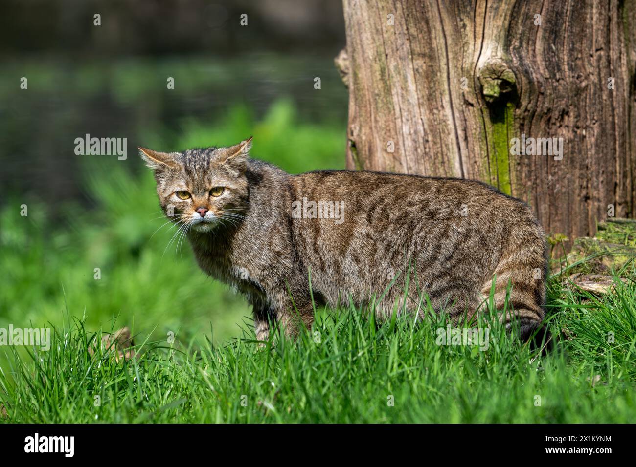 European wildcat / wild cat (Felis silvestris silvestris) hunting prey ...