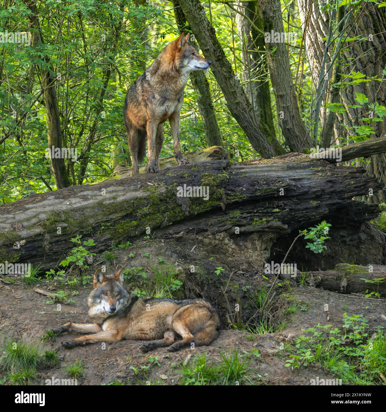 Two Eurasian wolves / grey wolf pair (Canis lupus lupus) resting at den ...