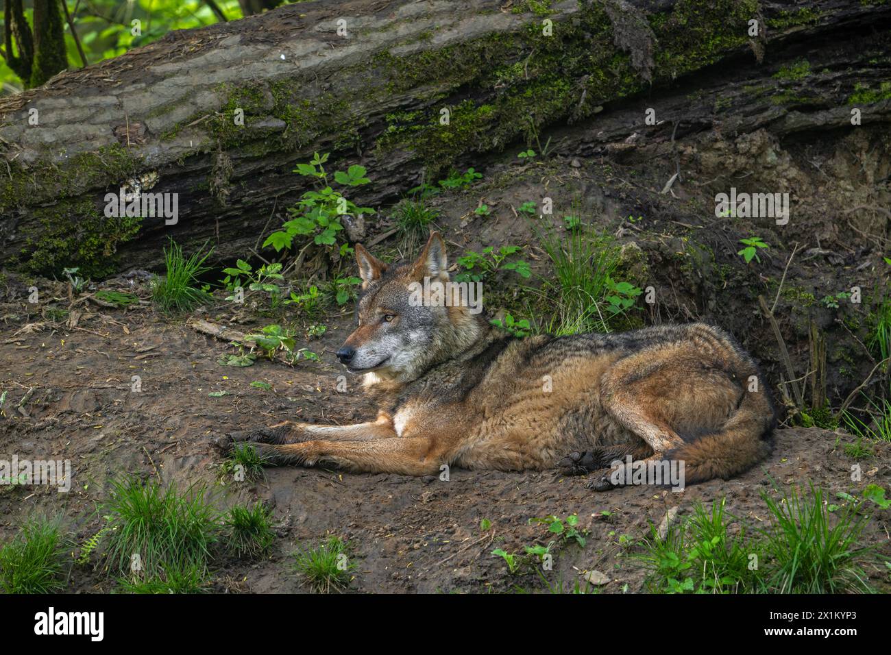 Eurasian wolf / grey wolf (Canis lupus lupus) resting at entrance of ...