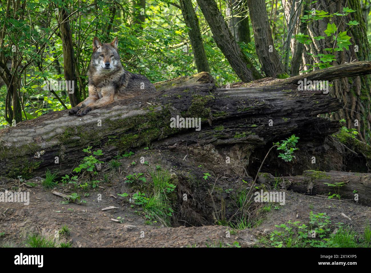 Eurasian wolf / grey wolf (Canis lupus lupus) resting at entrance of ...