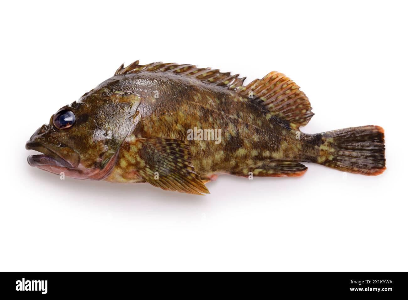 Kasago fish hi-res stock photography and images - Alamy
