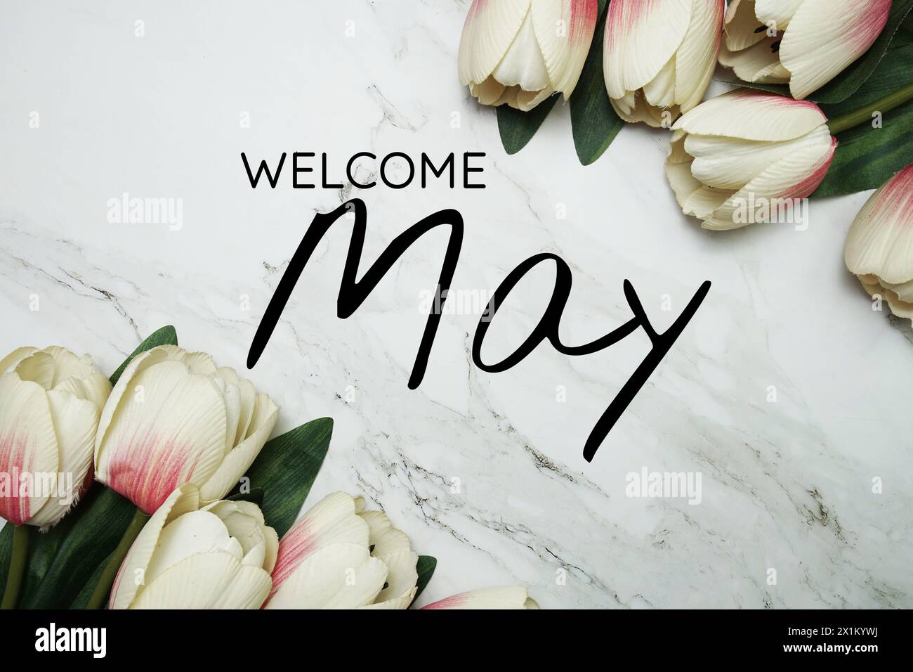 Welcome May text with Tulip flower border frame with space copy on ...