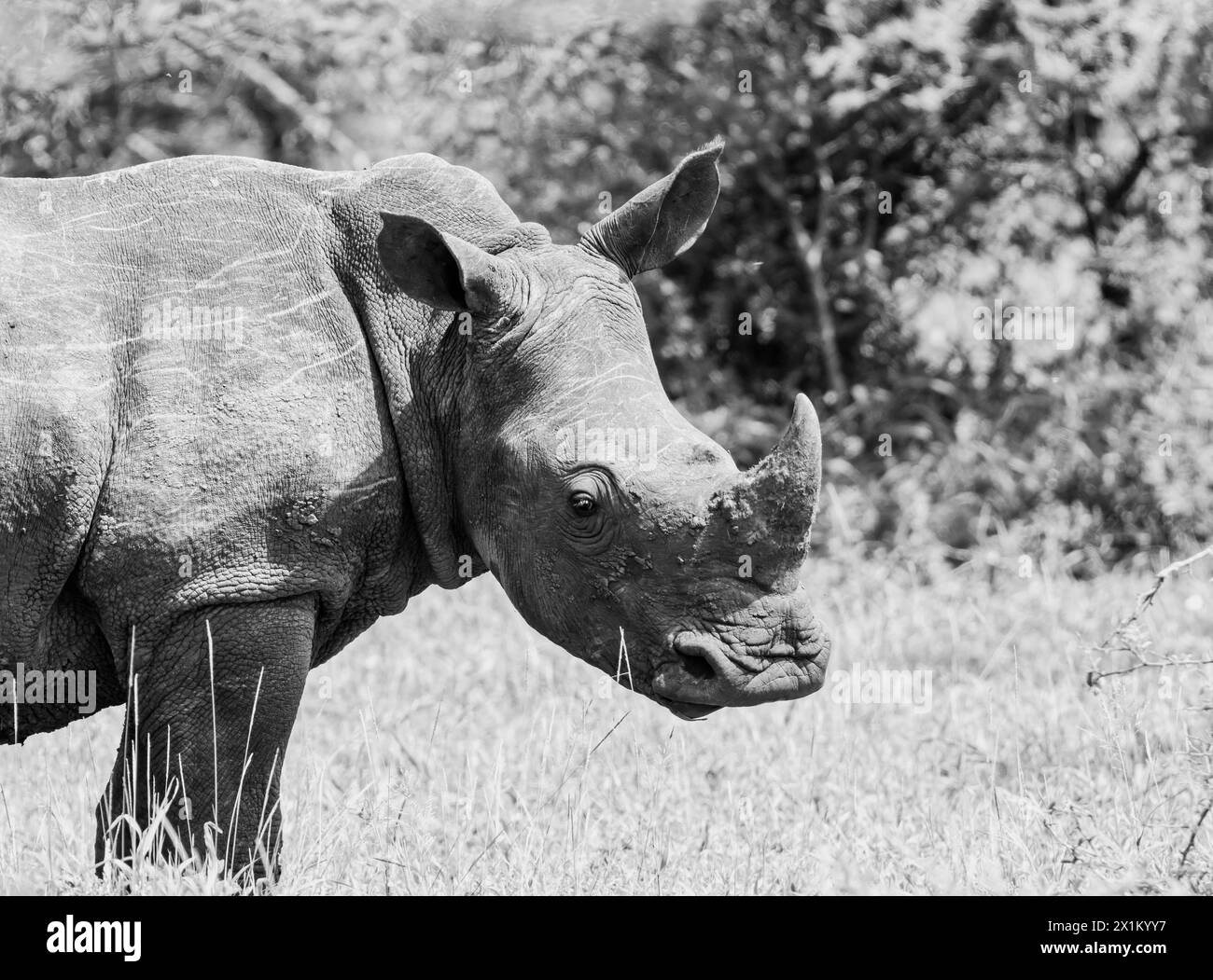 White square lipped rhinos Black and White Stock Photos & Images - Alamy