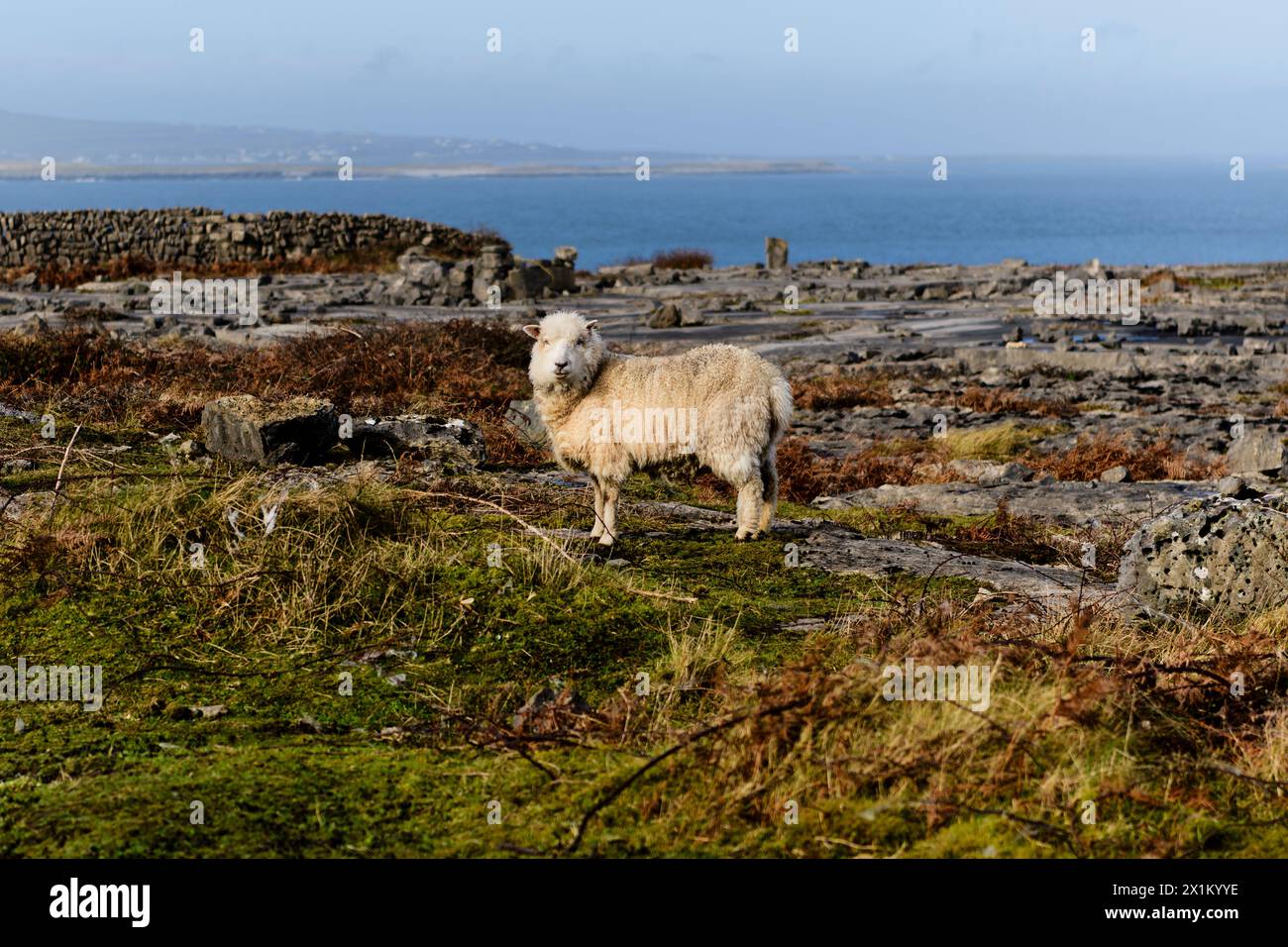 Inis Meain (Aran Island Stock Photo - Alamy