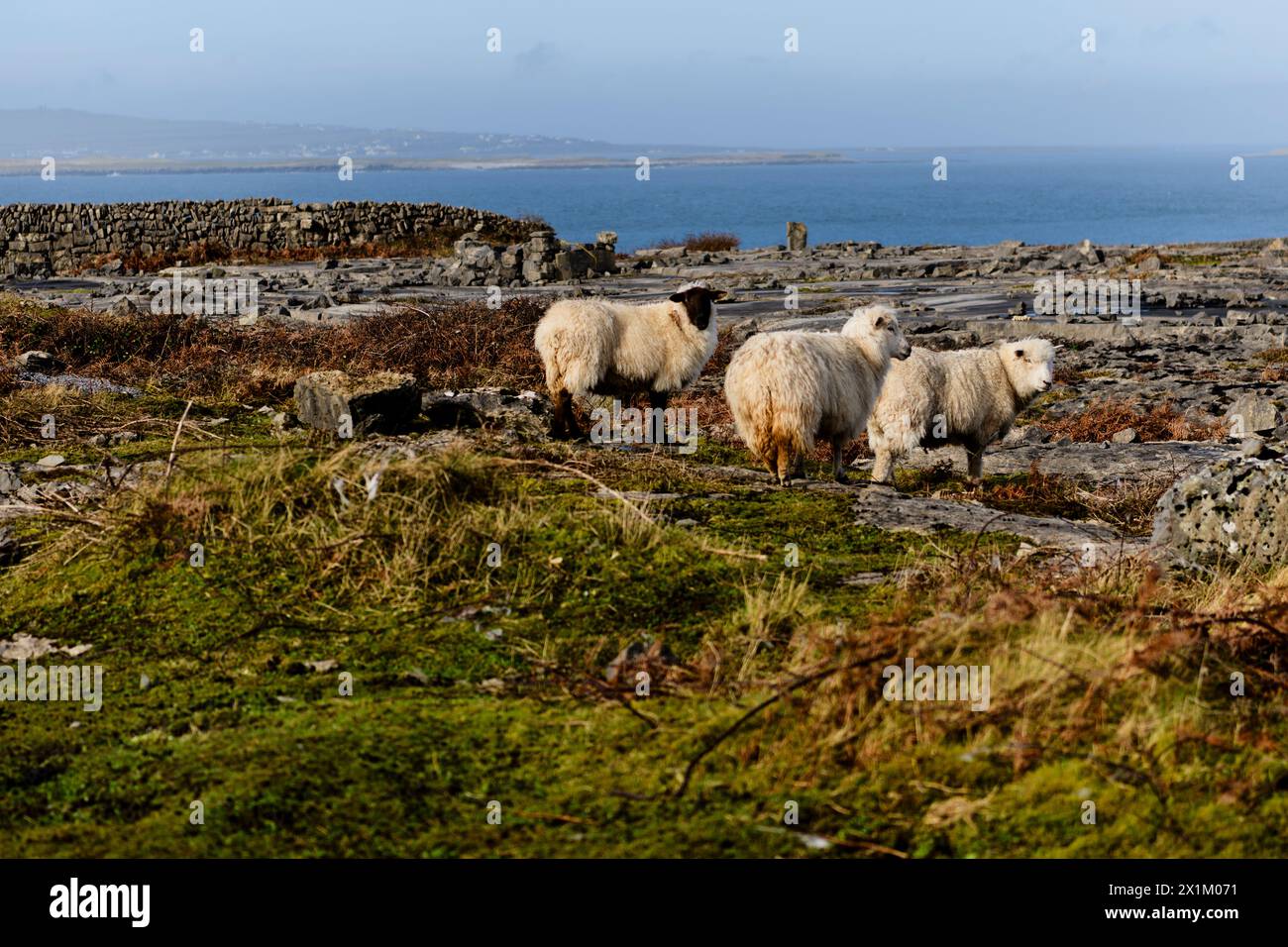 Inis Meain (Aran Island Stock Photo - Alamy