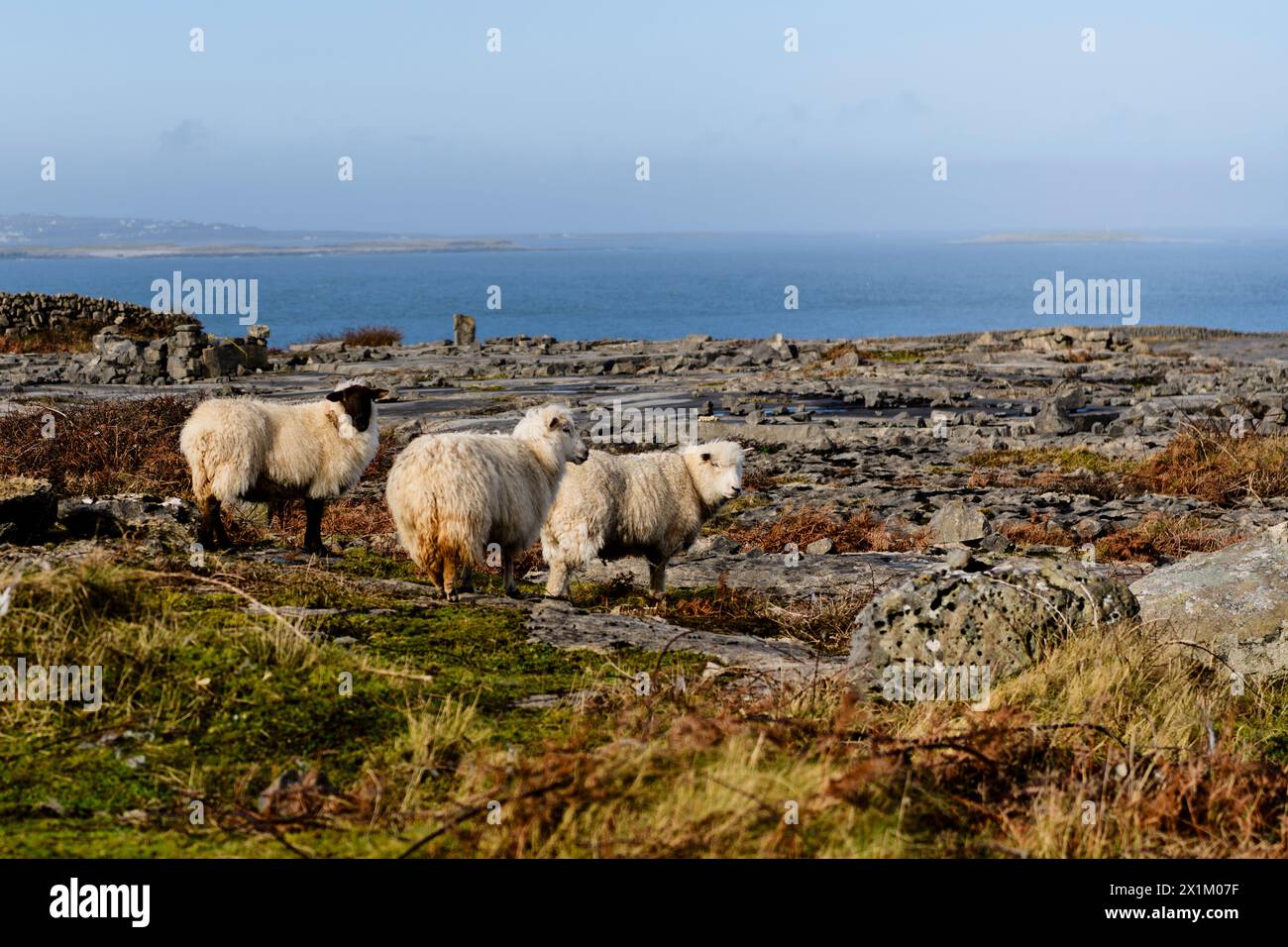 Inis Meain (Aran Island Stock Photo - Alamy