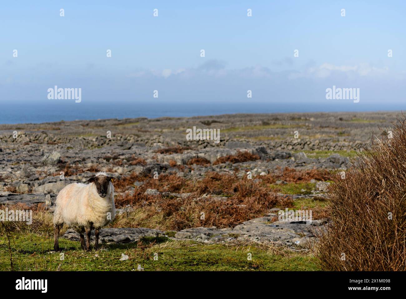 Inis Meain (Aran Island Stock Photo - Alamy