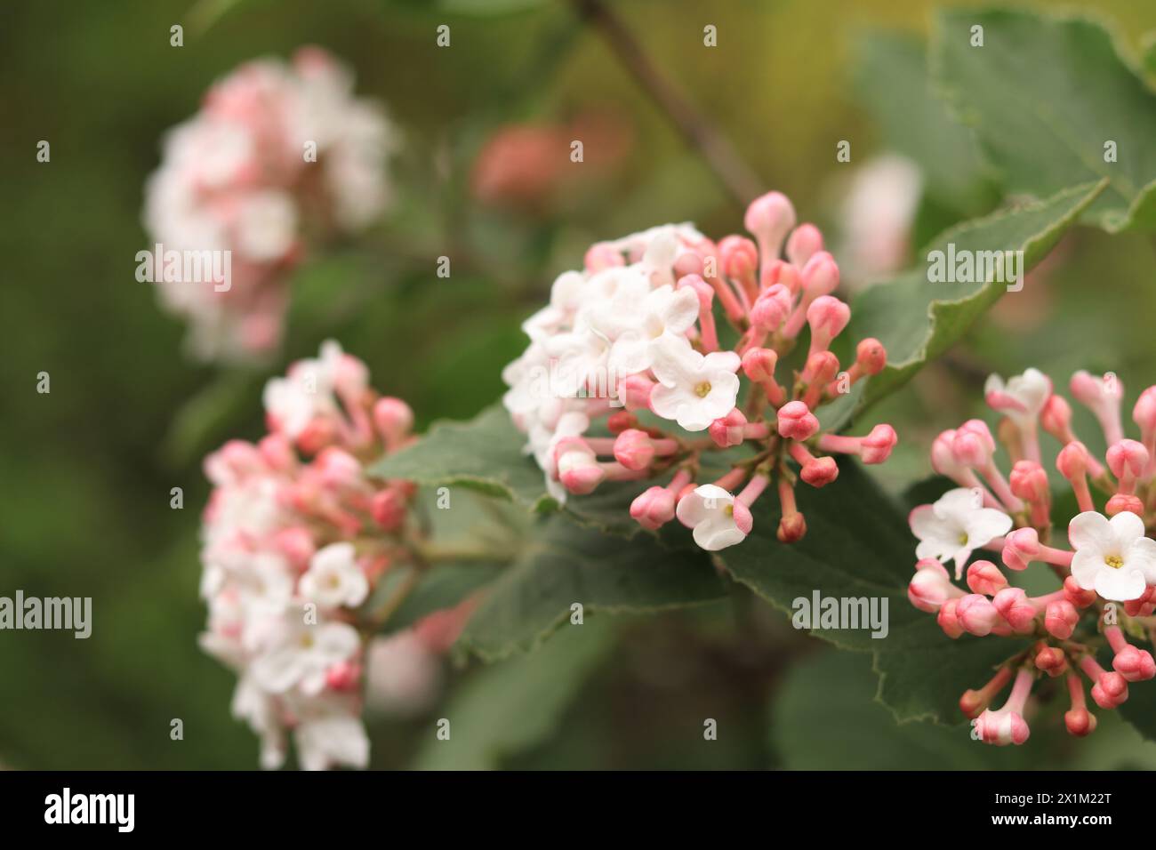 Viburnum carlesii. Viburnum bush with small pink and white flowers ...