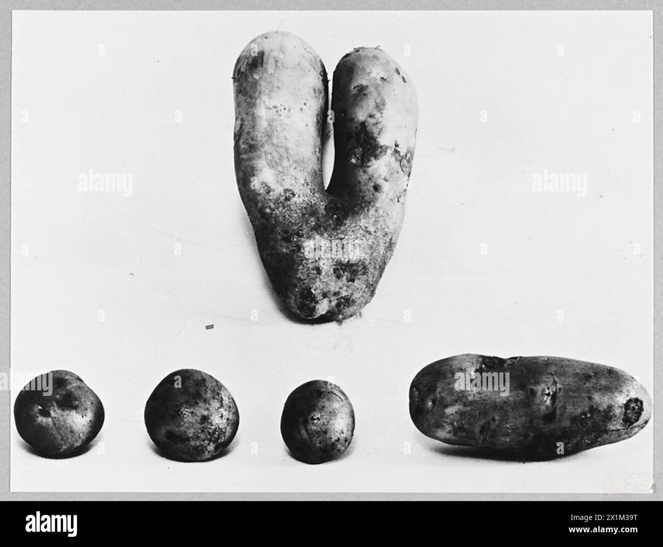 V for victory potato hi-res stock photography and images - Alamy