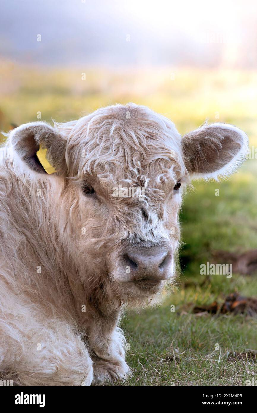 Curly cow hi-res stock photography and images - Alamy