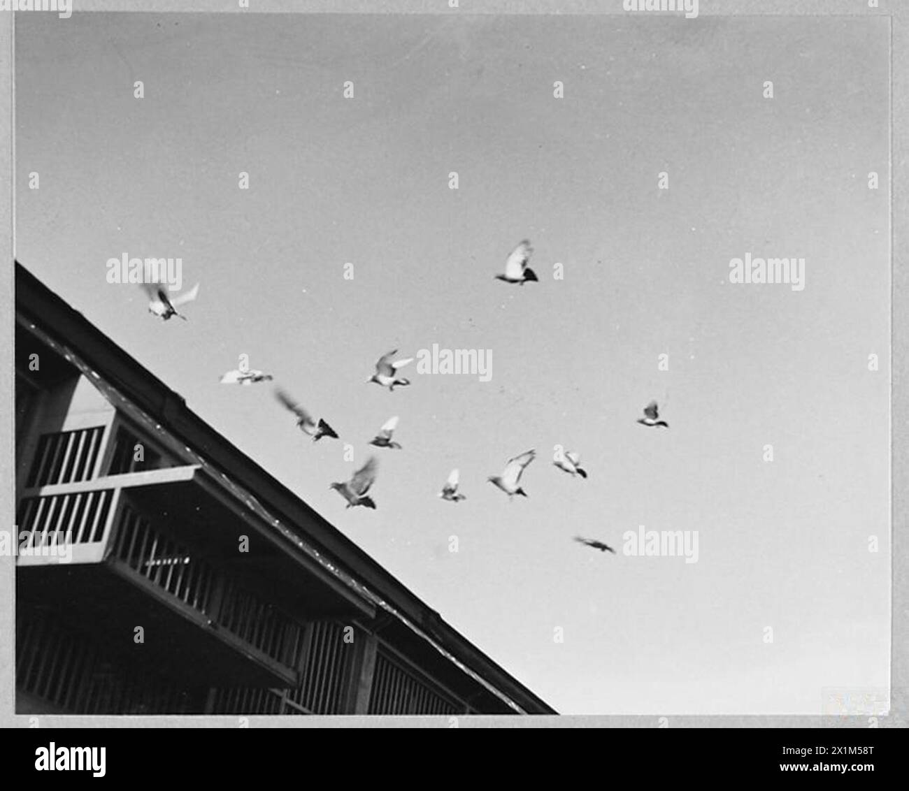 Handling birds in war hi-res stock photography and images - Alamy