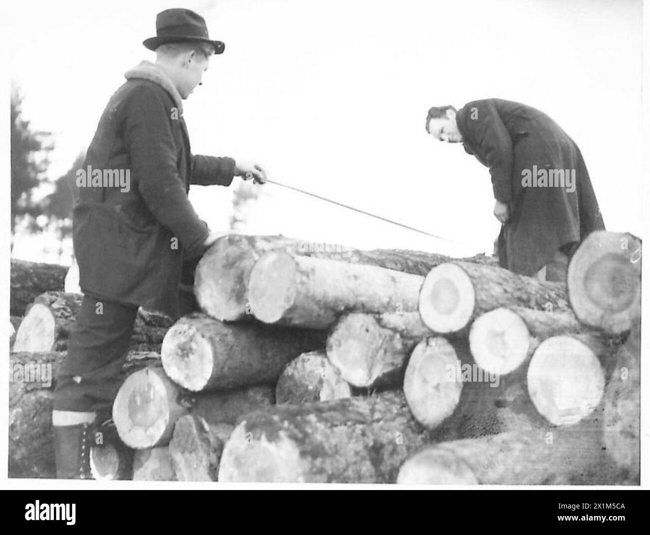 NEWFOUNDLAND "LOGGERS IN SCOTLAND AT CARBRIDGE - Measuring the length ...