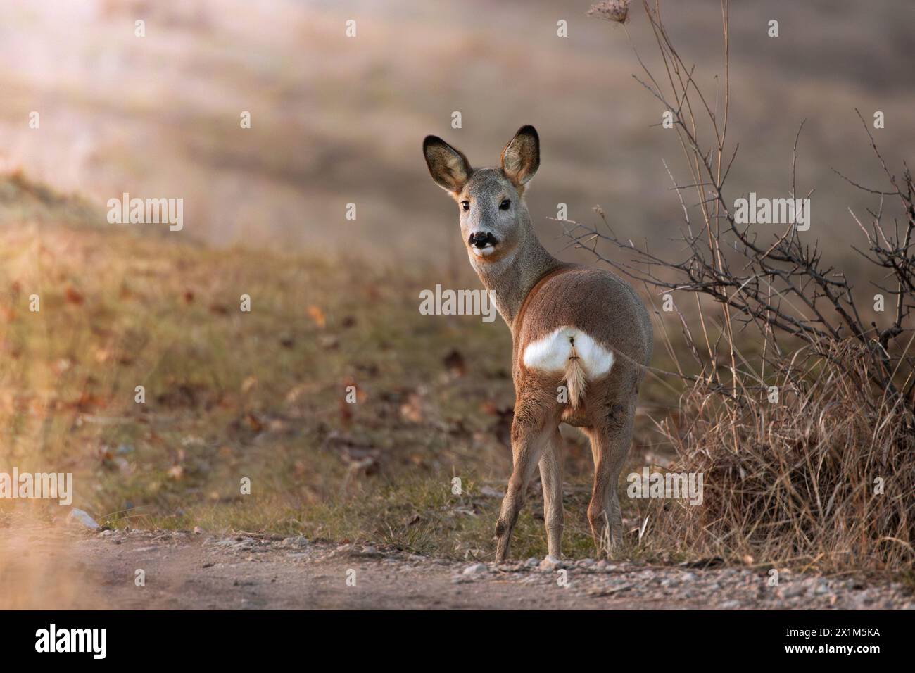 roe deer doe at dawn (Capreolus capreolus Stock Photo - Alamy