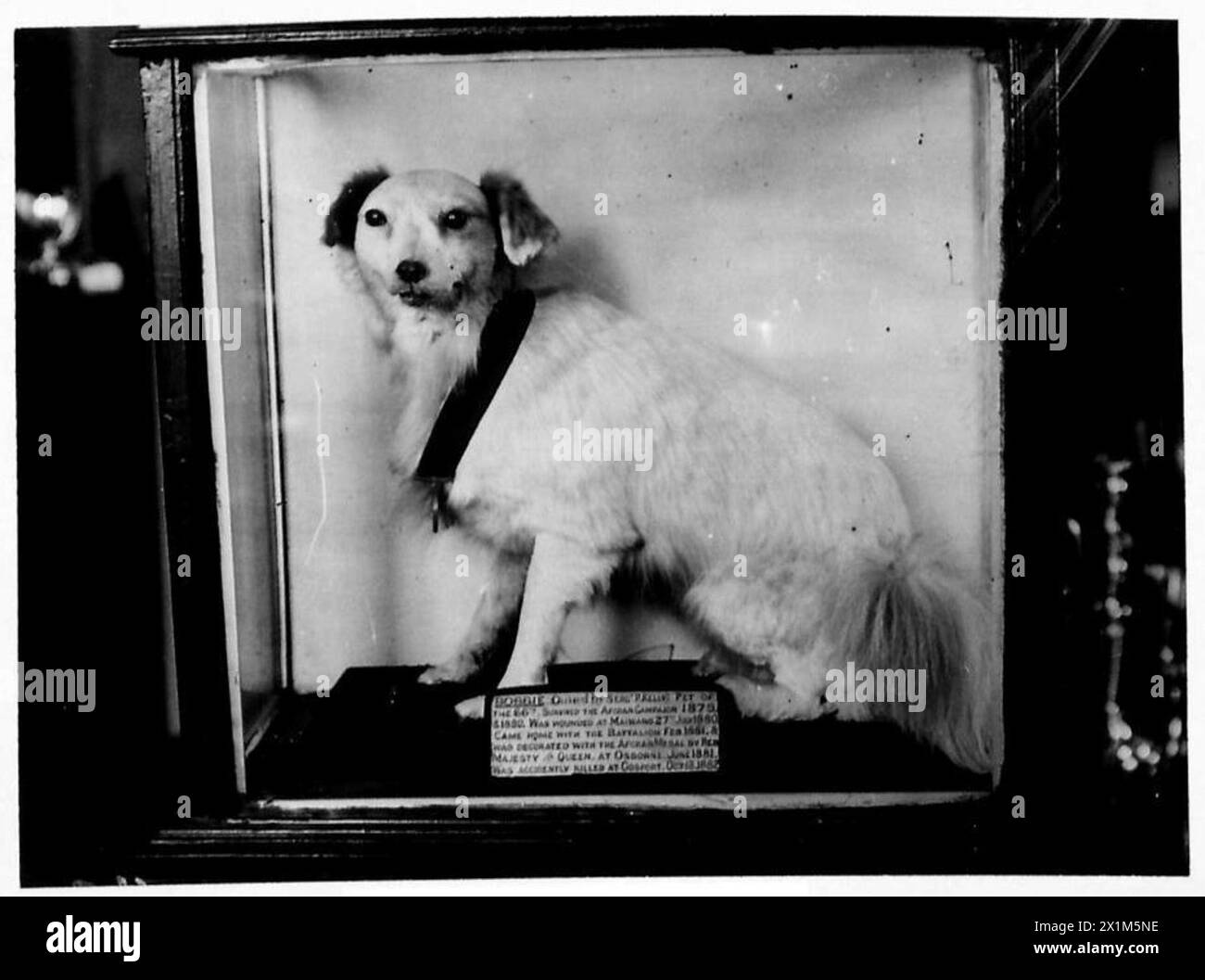 Bobbie dog Black and White Stock Photos & Images - Alamy