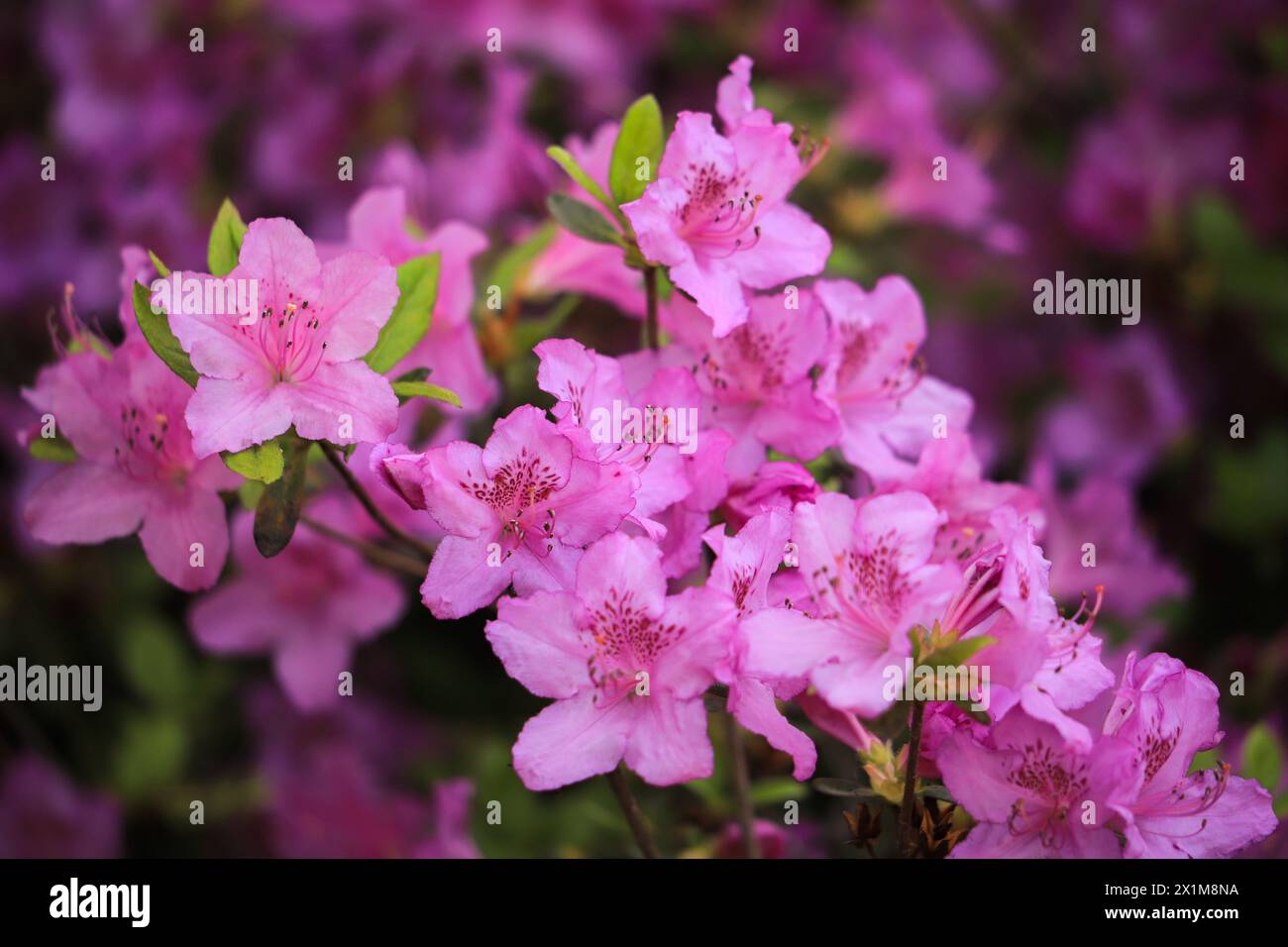Azalea flowers bloom hi-res stock photography and images - Alamy