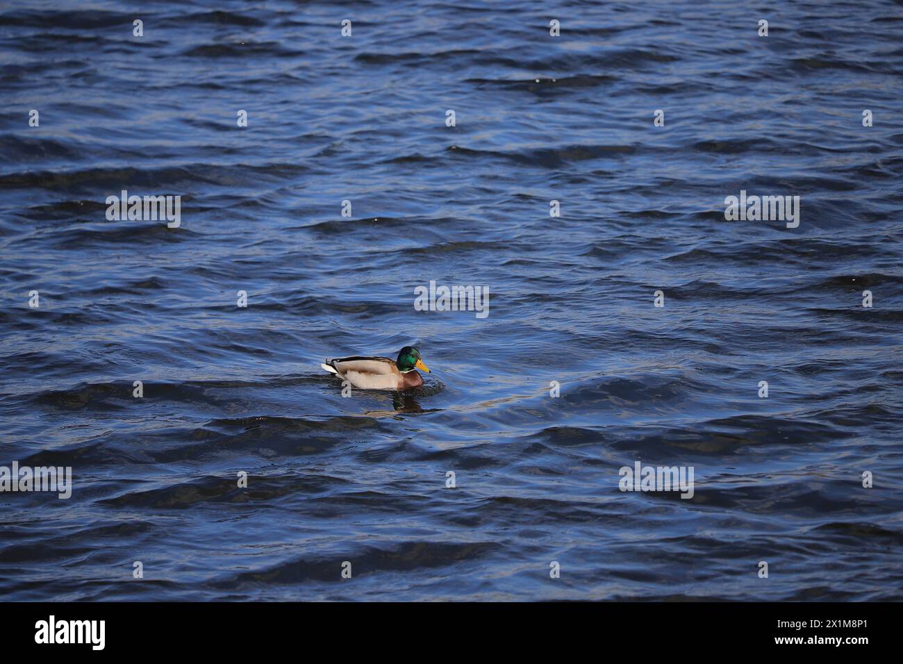 One duck on the river on the blue waves Stock Photo - Alamy