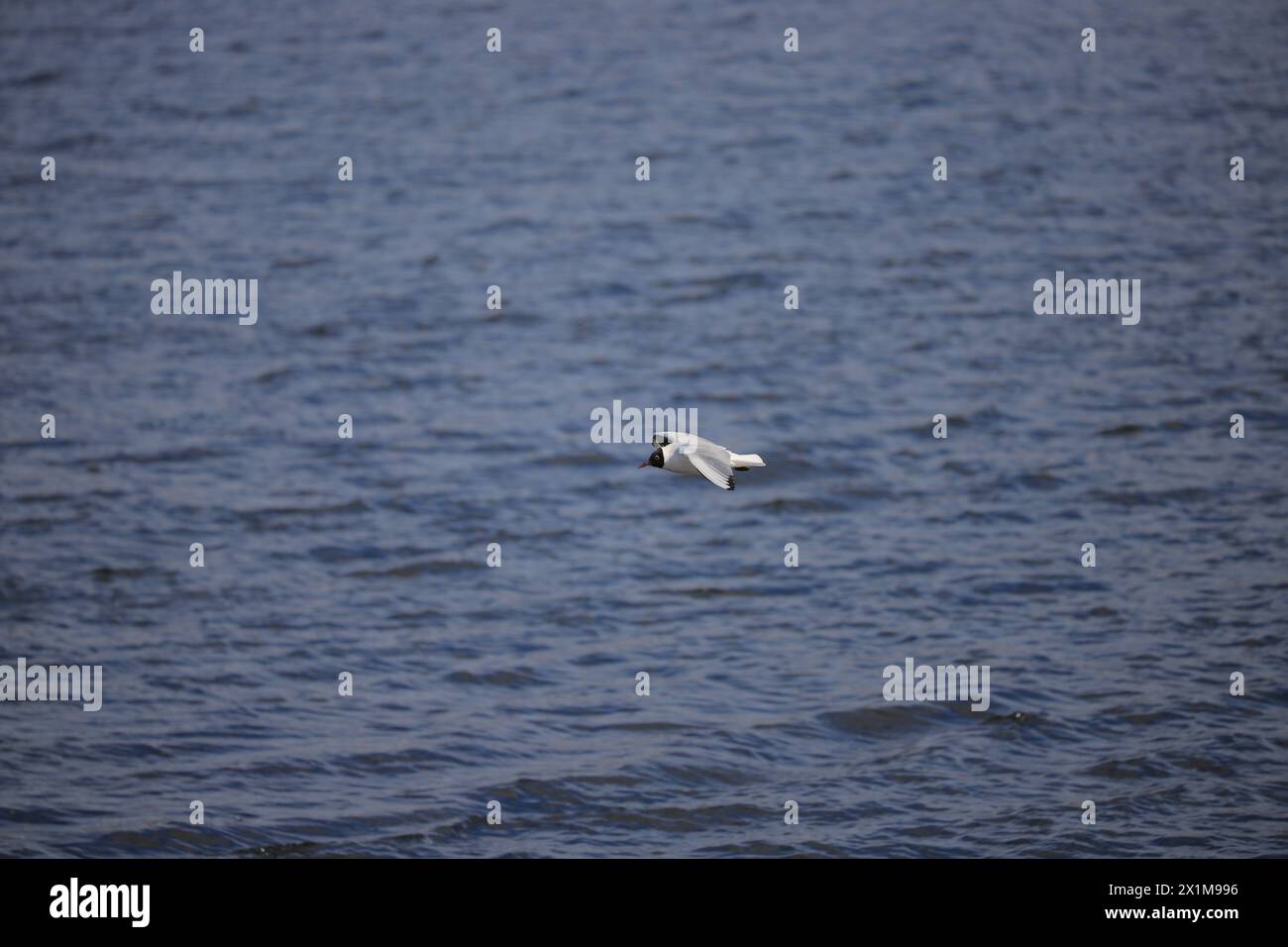 Seagull in flight over water hi-res stock photography and images - Alamy