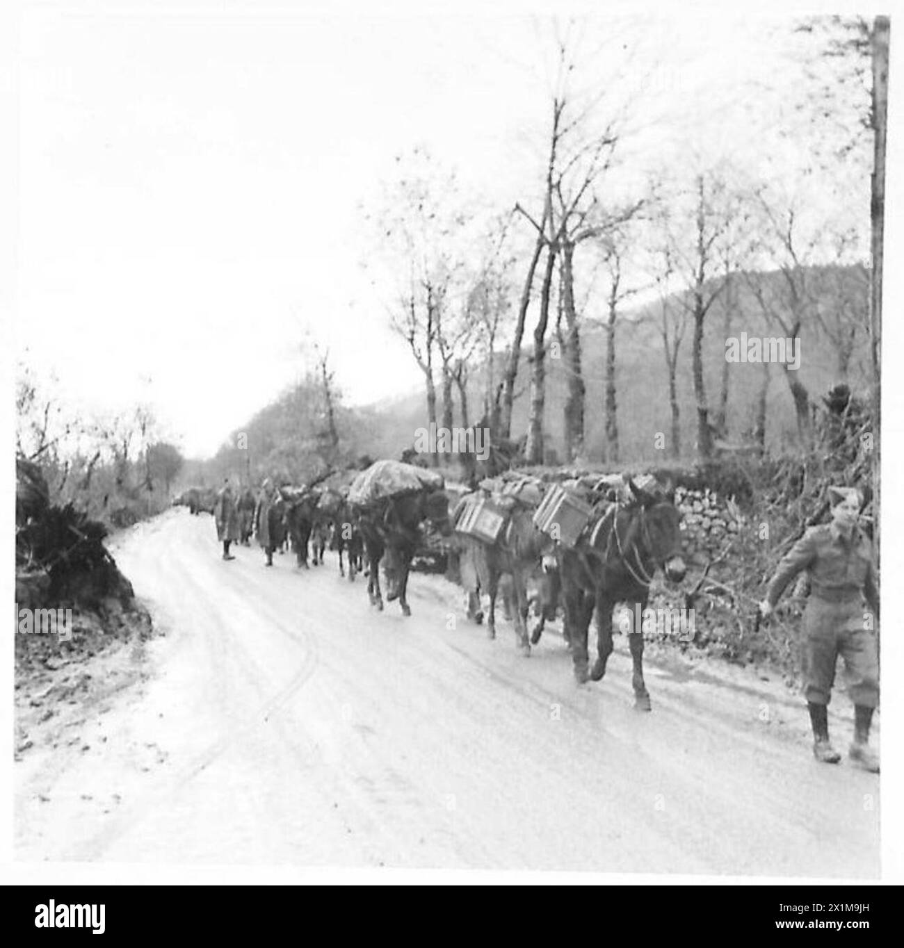 ITALY : FIFTH ARMY FRONT - Pack mules loaded with rations for troops in ...