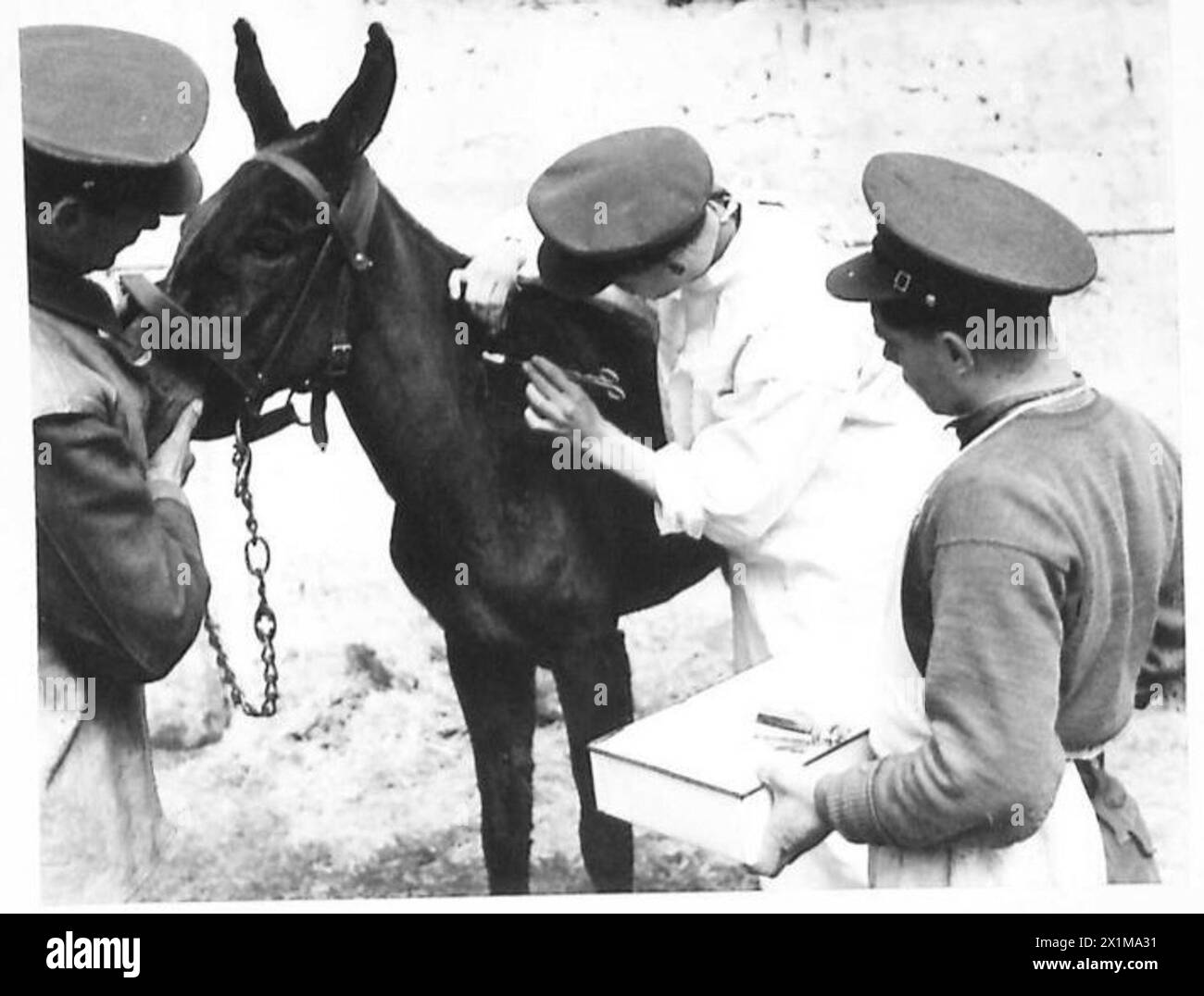 British Fifth Army personnel perform veterinary operations on mules to ...