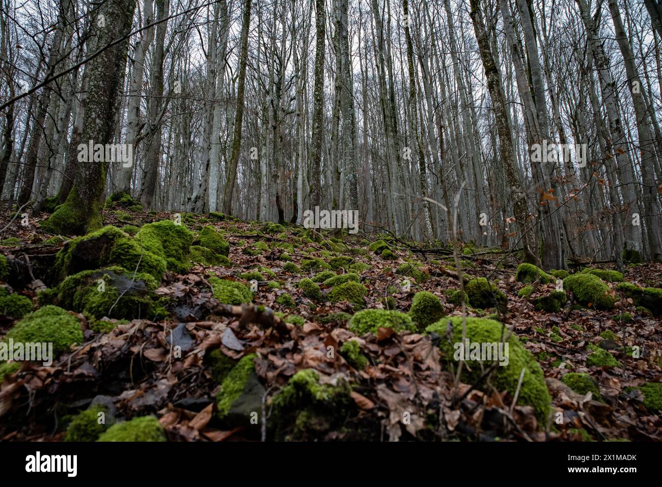 Atmospheric evening deciduous forest hi-res stock photography and ...