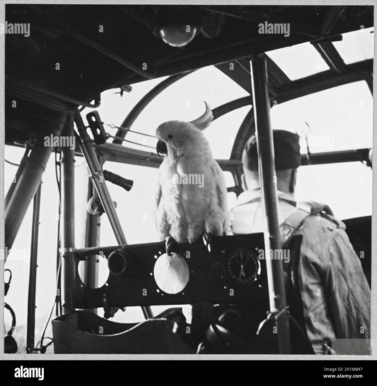 "COCKY", THE FLIGHT MASCOT, - inside the Coastal Command ANSON aircraft ...