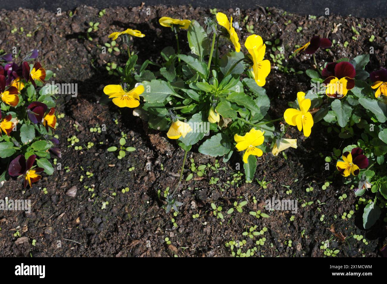 Copenhagen, Denmark /17 April 2024/Springs weather in Denamrk flwoers ...