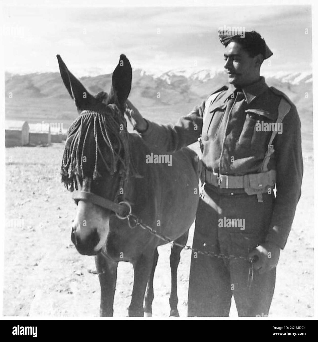 Types of mules Cut Out Stock Images & Pictures - Alamy