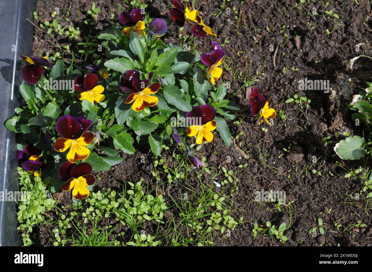 Copenhagen, Denmark /17 April 2024/Springs weather in Denamrk flwoers ...
