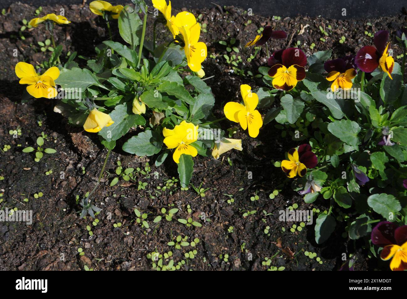 Copenhagen, Denmark /17 April 2024/Springs weather in Denamrk flwoers ...