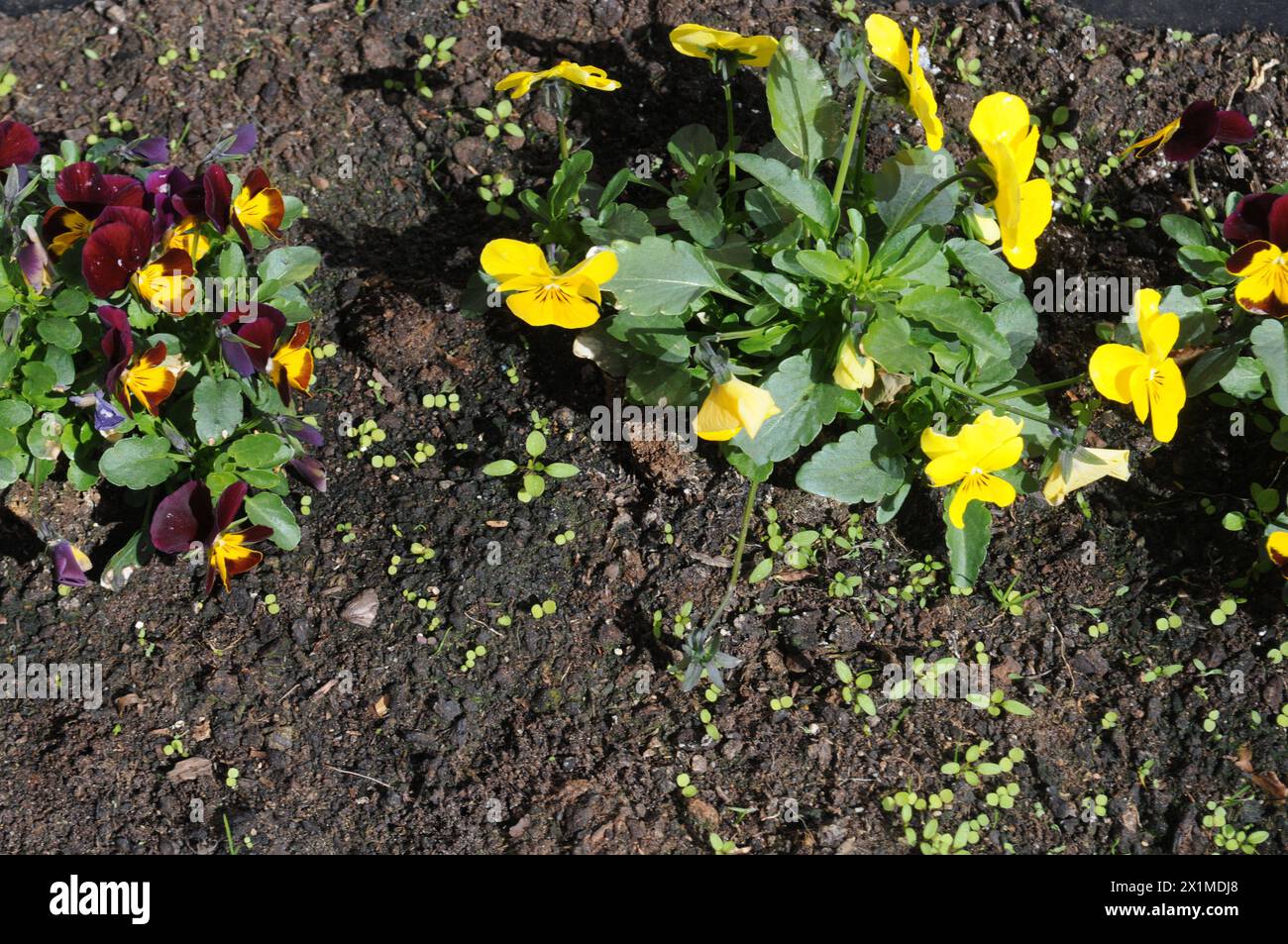 Copenhagen, Denmark /17 April 2024/Springs weather in Denamrk flwoers ...