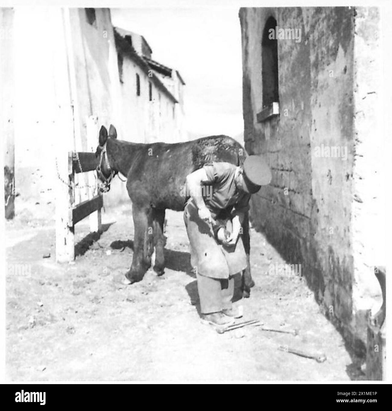 Farrier Cpl. R. Walmsley shoes a mule outdoors to maintain animal ...