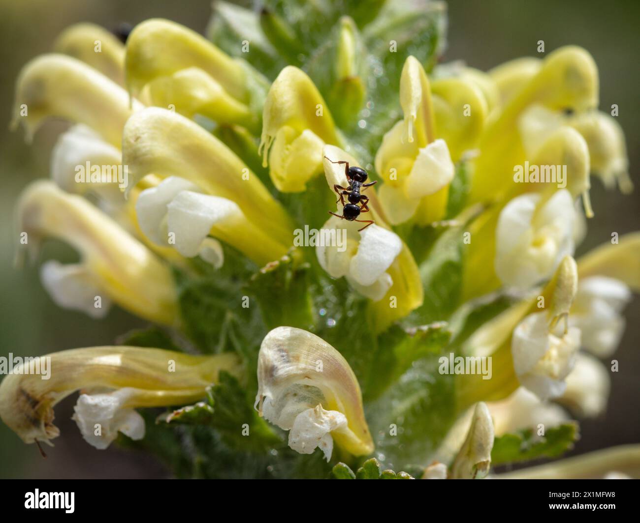 Canadian lousewort (Pedicularis canadensis Stock Photo - Alamy