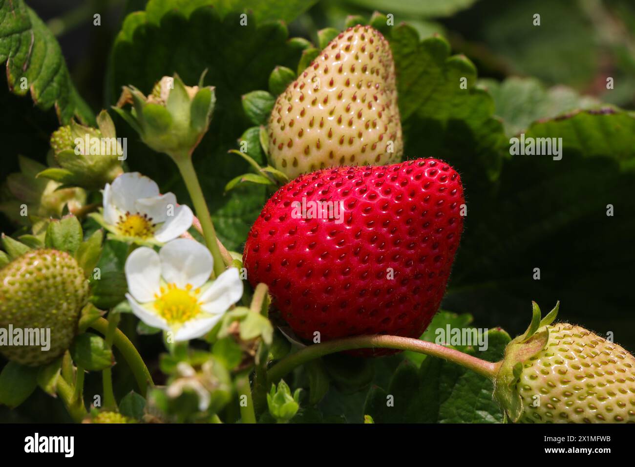 Ripe Strawberry On Flowering Strawberry Plant (Fragaria x ananassa ...